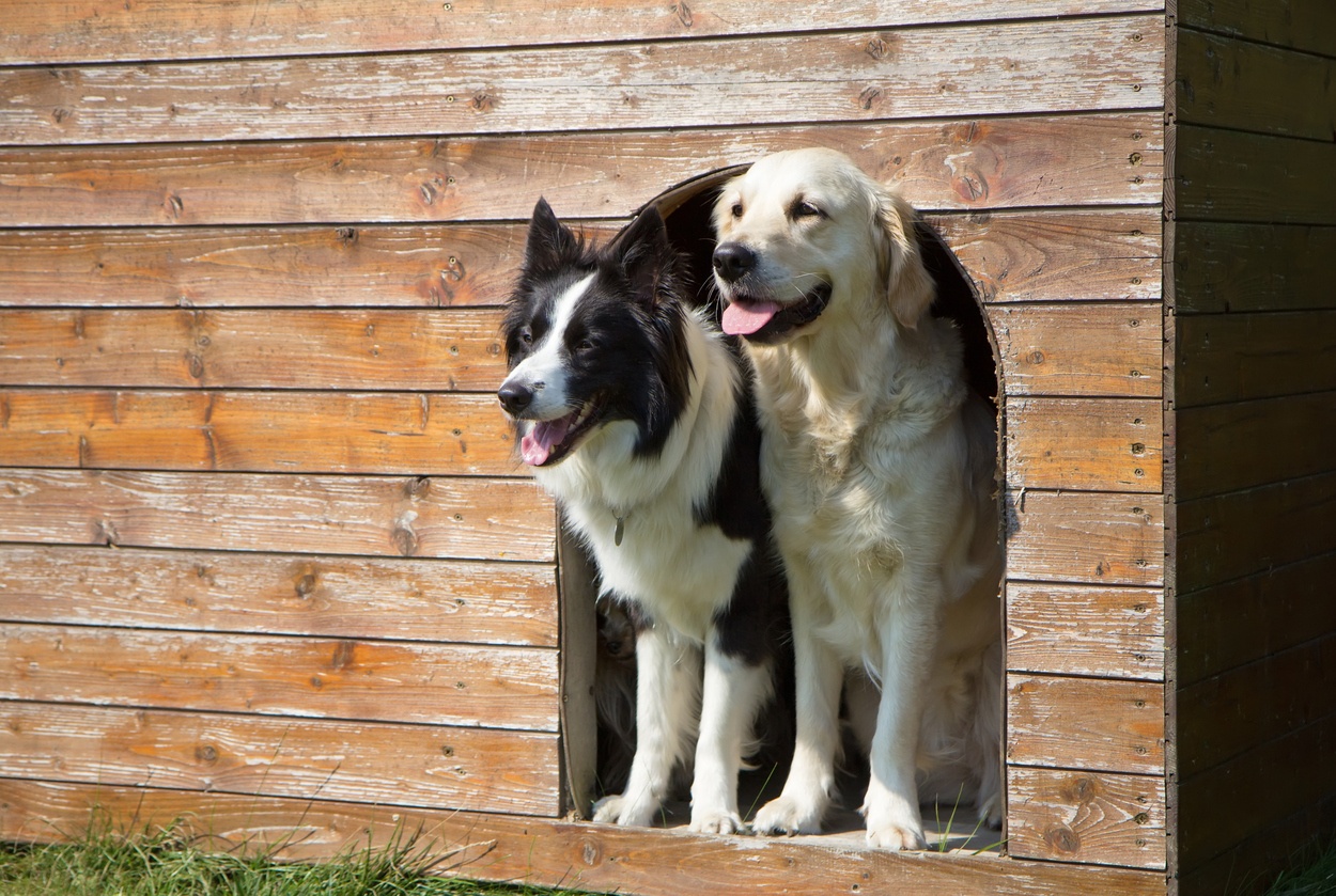 The best pet boarding services in London
